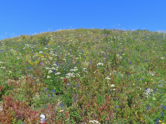 2022 Flower Gallery – wanderingyuncks